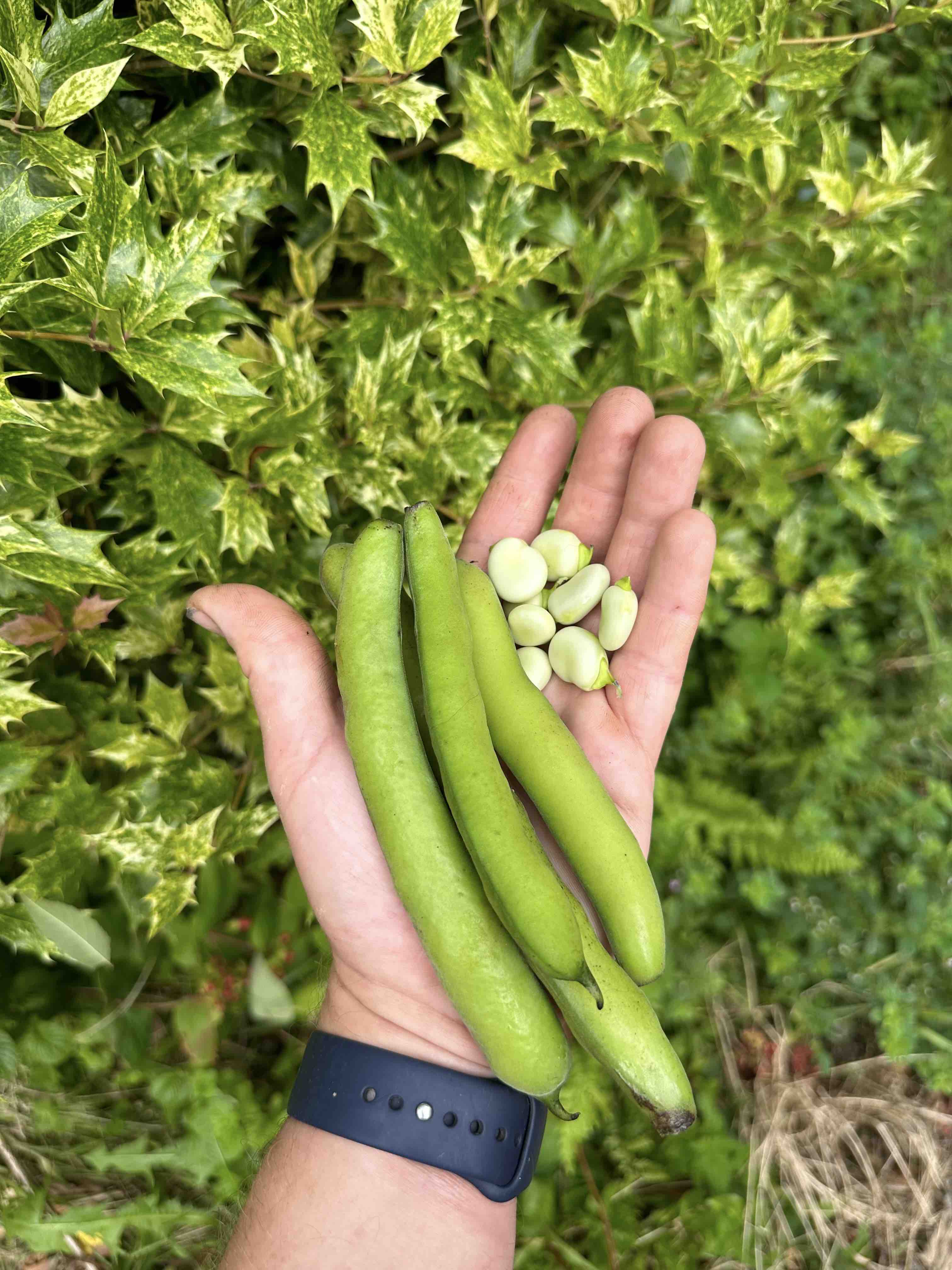 Mr.Bean 3 – Wolf Seeds