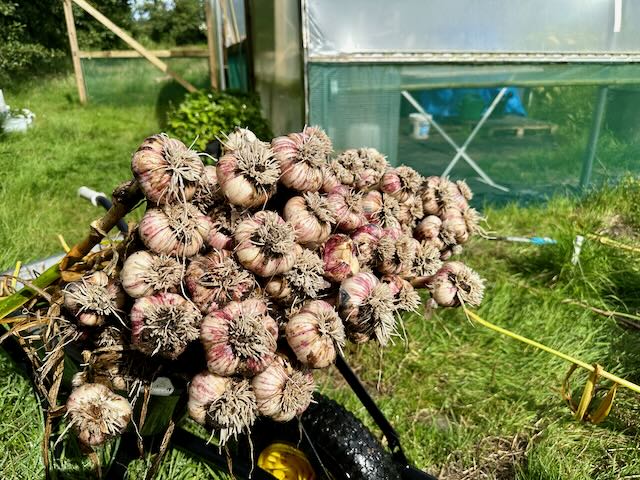 Wolf Seeds Shop for seeds from vegetables grown in West Cork